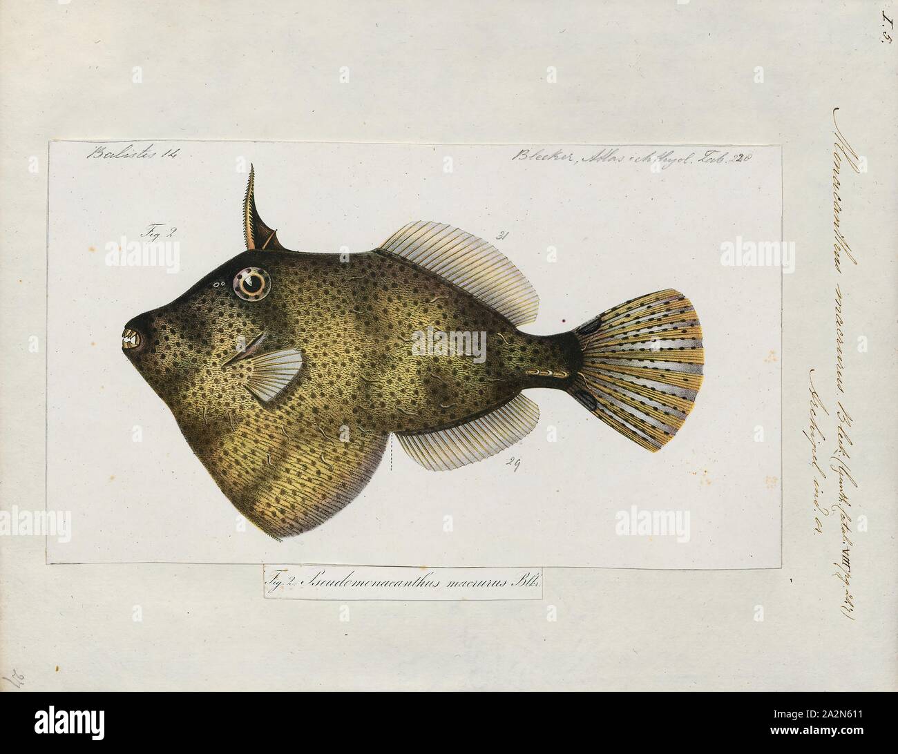 Monacanthus macrurus hi-res stock photography and images - Alamy