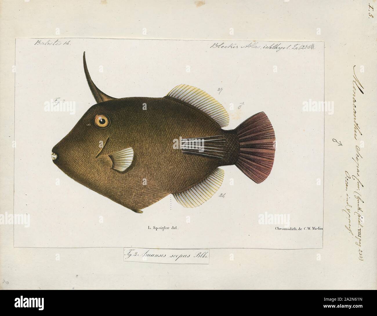 Monacanthus scopas hi-res stock photography and images - Alamy