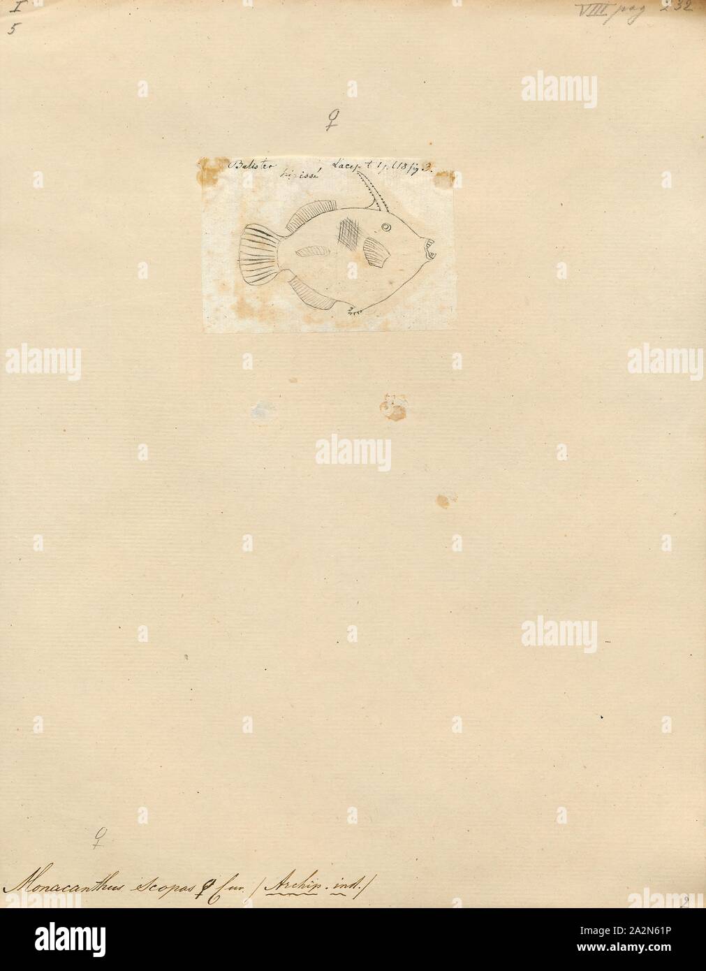 Monacanthus scopas hi-res stock photography and images - Alamy