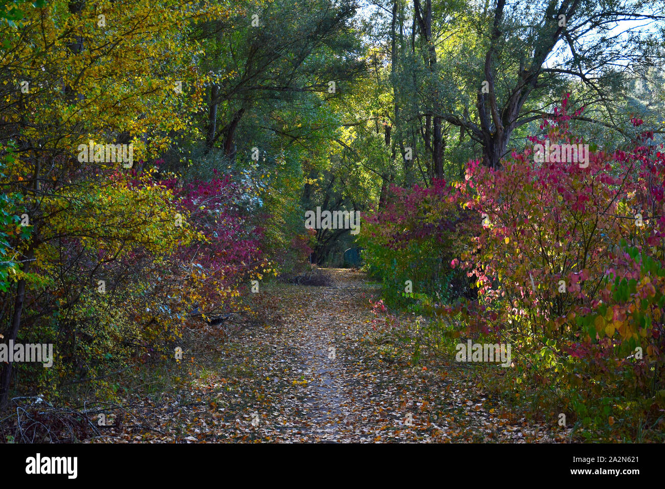 Autumn landscape with a shadowy path in a forest. 68782 Bruehl, Baden ...