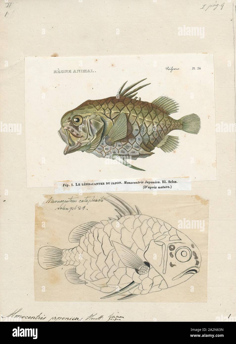 Indian pacific hi-res stock photography and images - Alamy