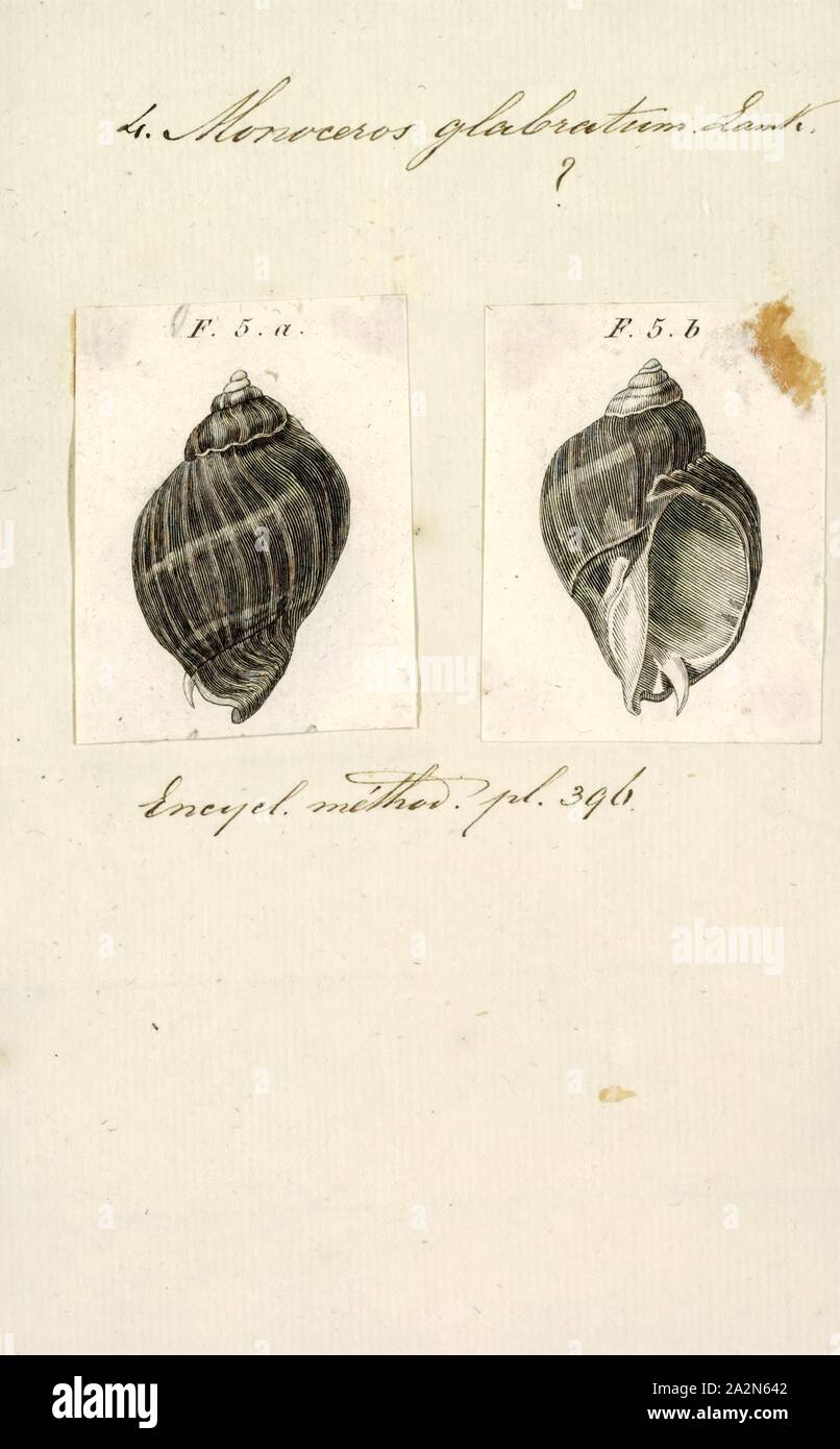 Monoceros glabratum hi-res stock photography and images - Alamy