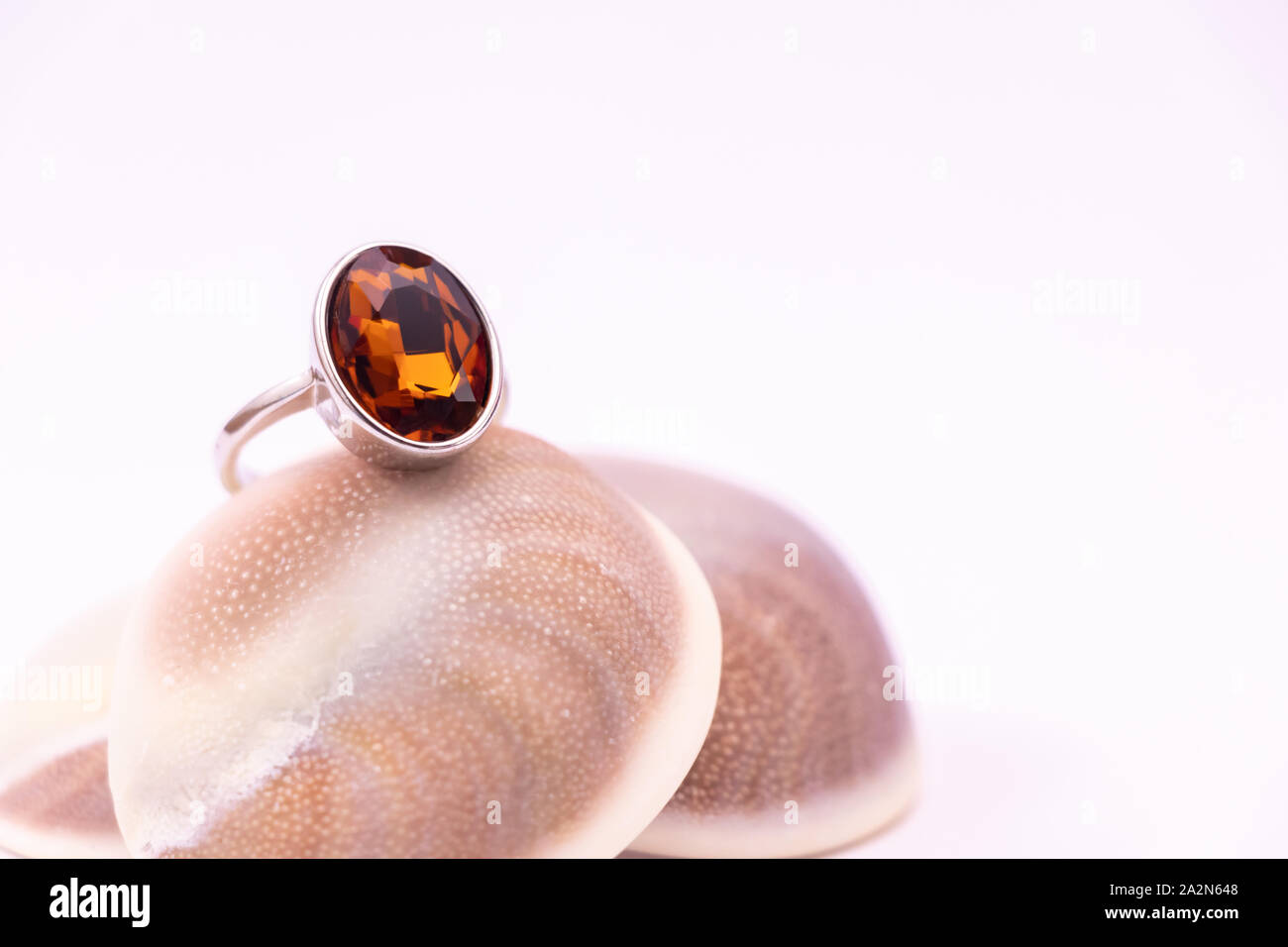 Daimond sea shell hi-res stock photography and images - Alamy