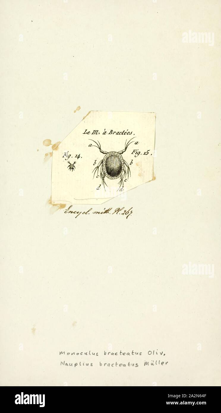 Monoculus bracteatus hi-res stock photography and images - Alamy