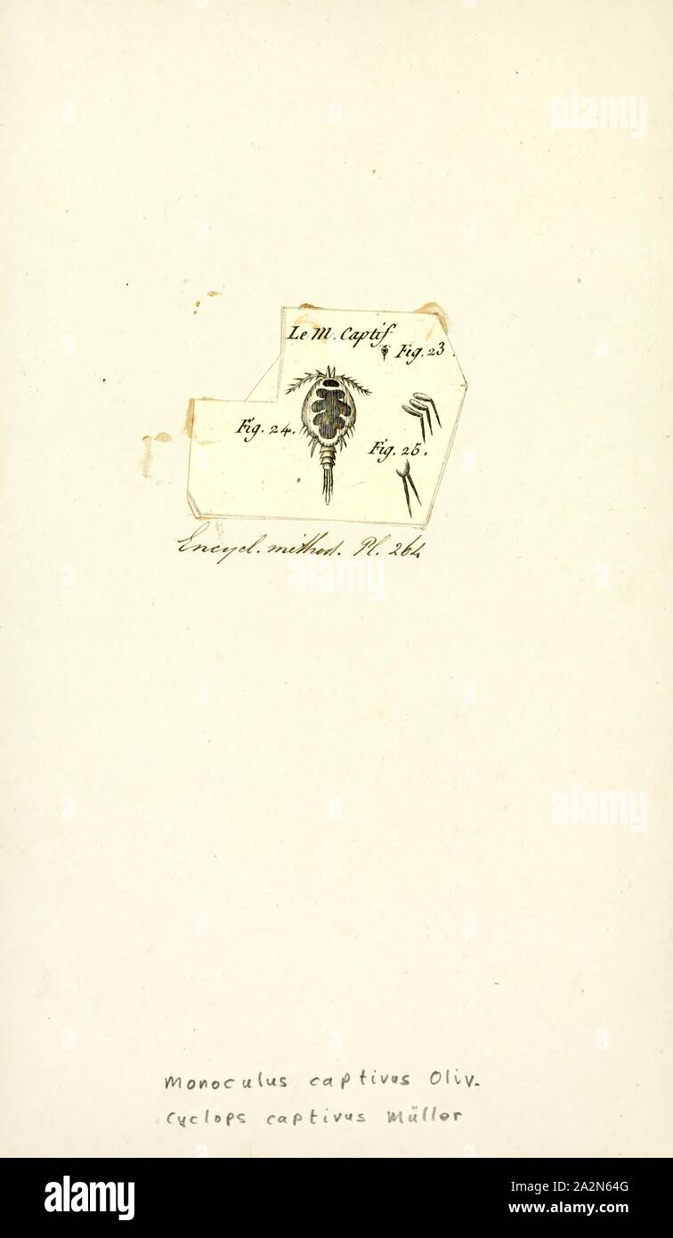 Monoculus captivus, Print, Monoculus is a genus of succulent plants in ...