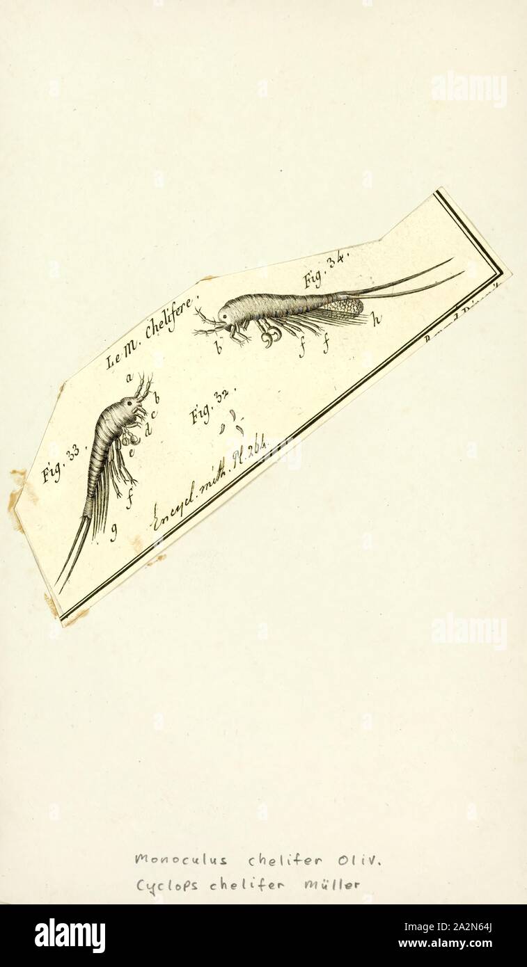 Monoculus chelifer, Print, Monoculus is a genus of succulent plants in ...