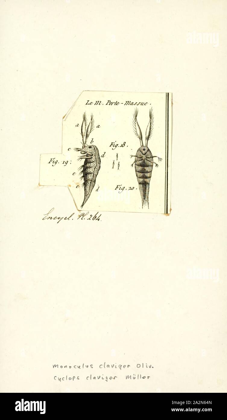 Monoculus claviger, Print, Monoculus is a genus of succulent plants in ...