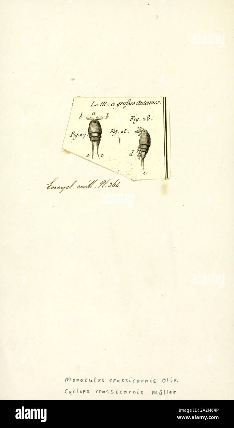 Monoculus crassicornis, Print, Monoculus is a genus of succulent plants ...