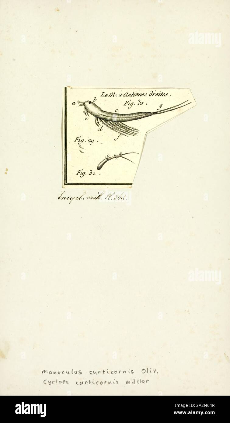 Osteospermum plants hi-res stock photography and images - Alamy