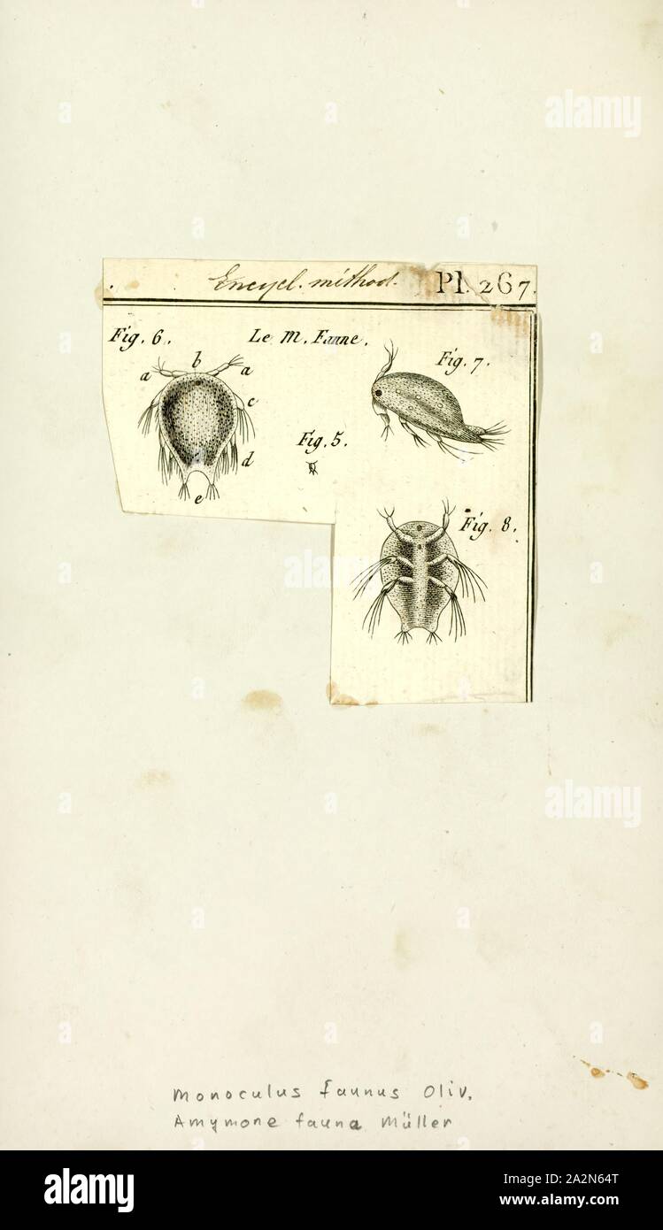 Monoculus faunus hi-res stock photography and images - Alamy