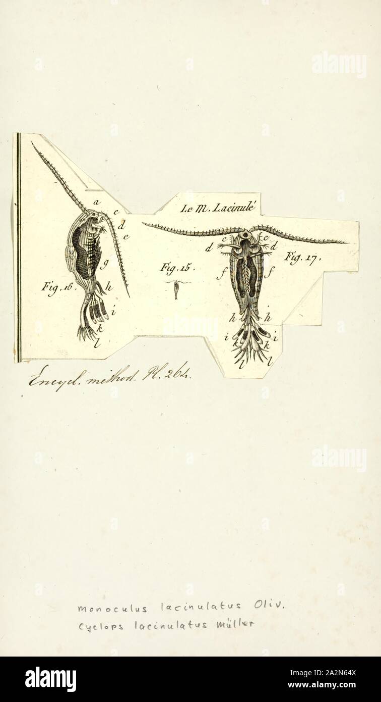 Monoculus lacinulatus, Print, Monoculus is a genus of succulent plants ...