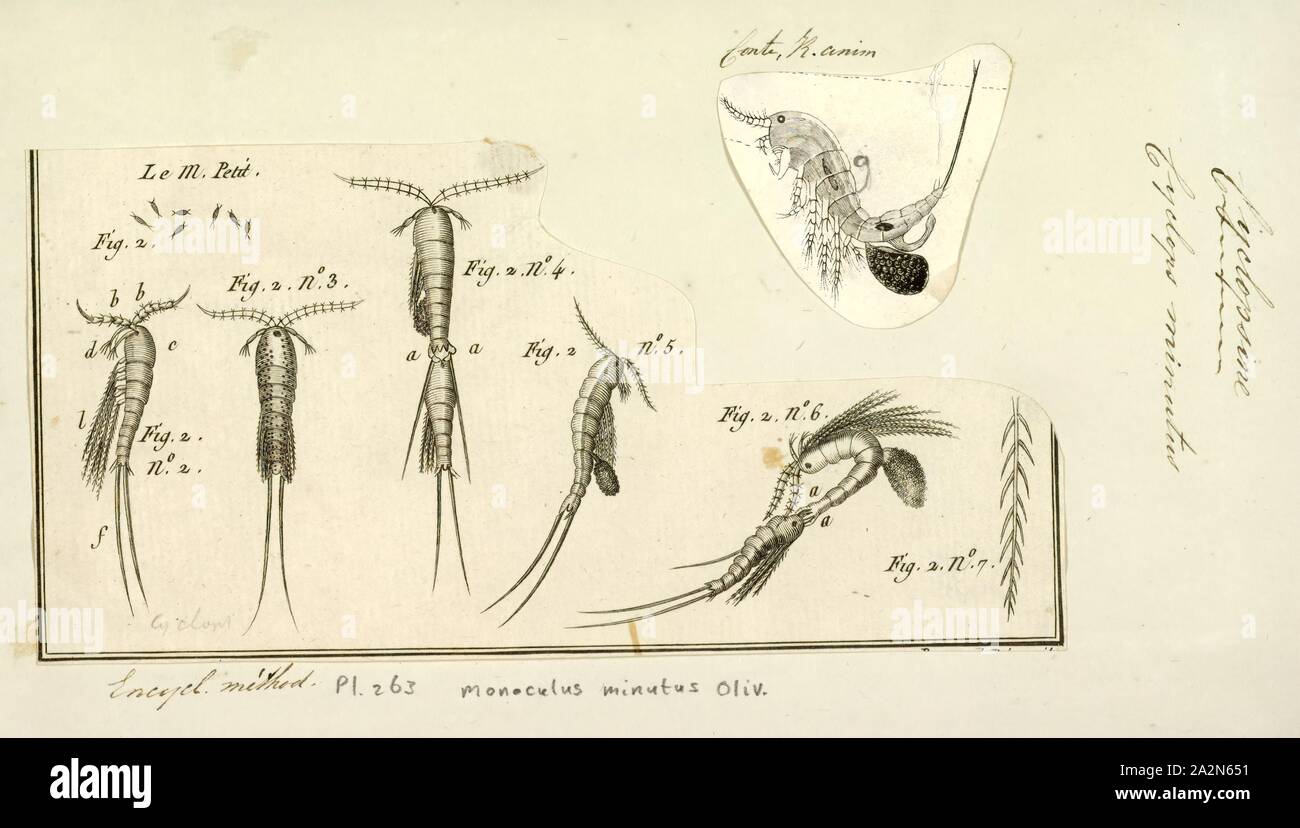 Monoculus minutus hi-res stock photography and images - Alamy