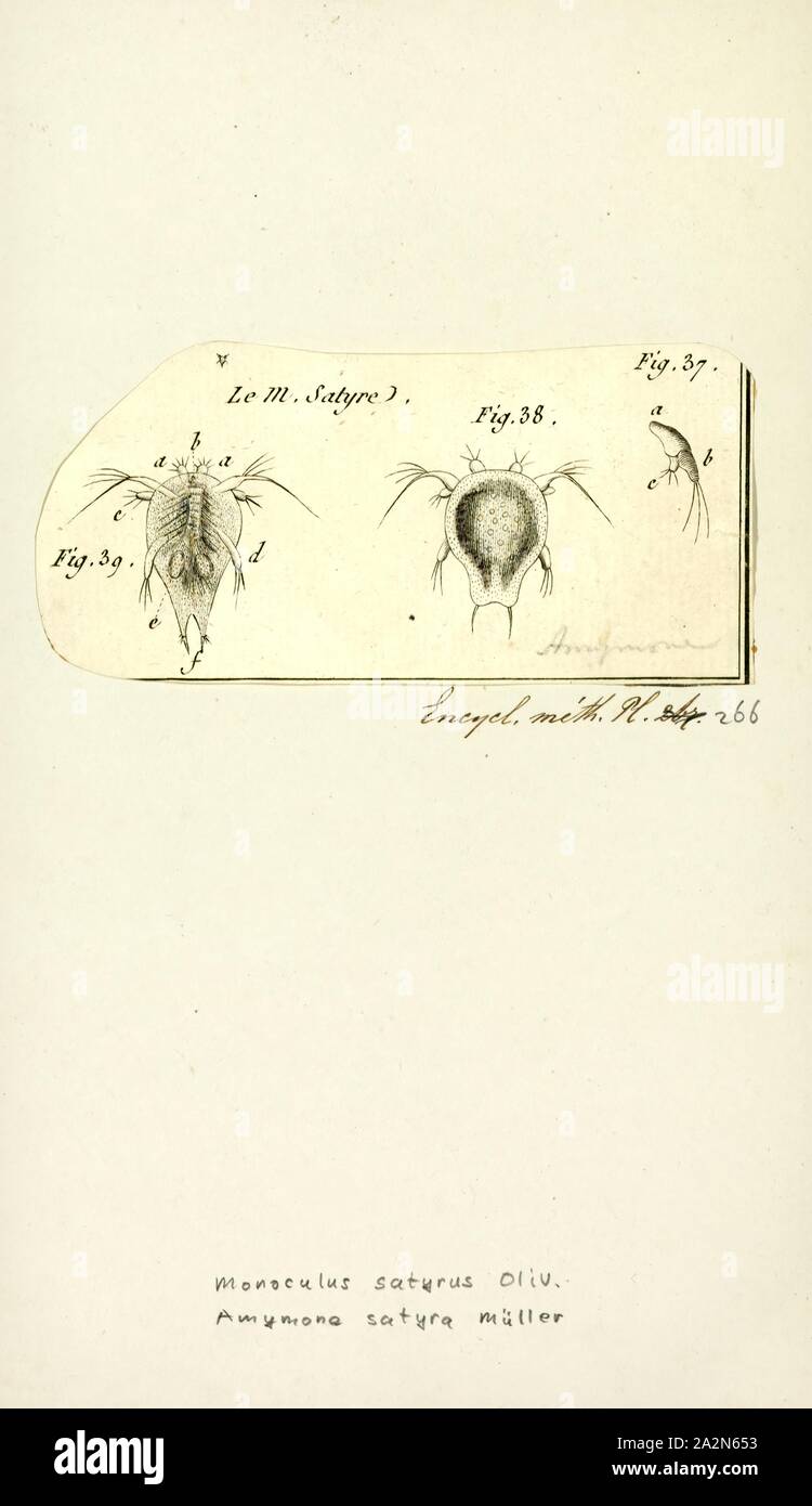 Monoculus satyrus, Print, Monoculus is a genus of succulent plants in ...