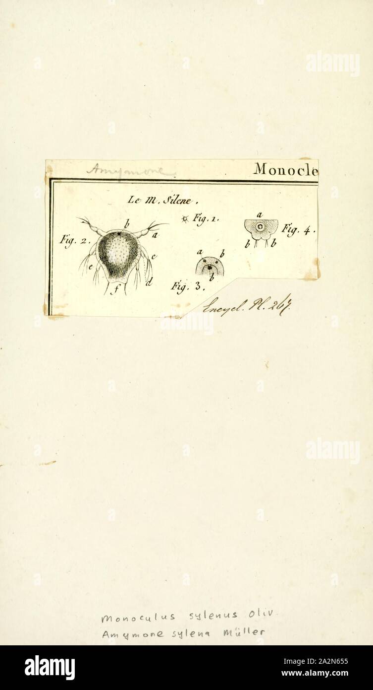 Osteospermum plants hi-res stock photography and images - Alamy