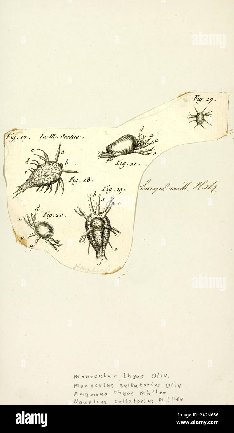 Monoculus thyas, Print, Monoculus is a genus of succulent plants in the ...