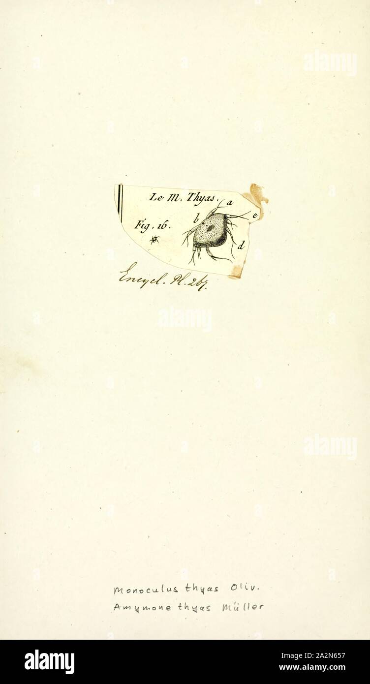 Monoculus thyas hi-res stock photography and images - Alamy