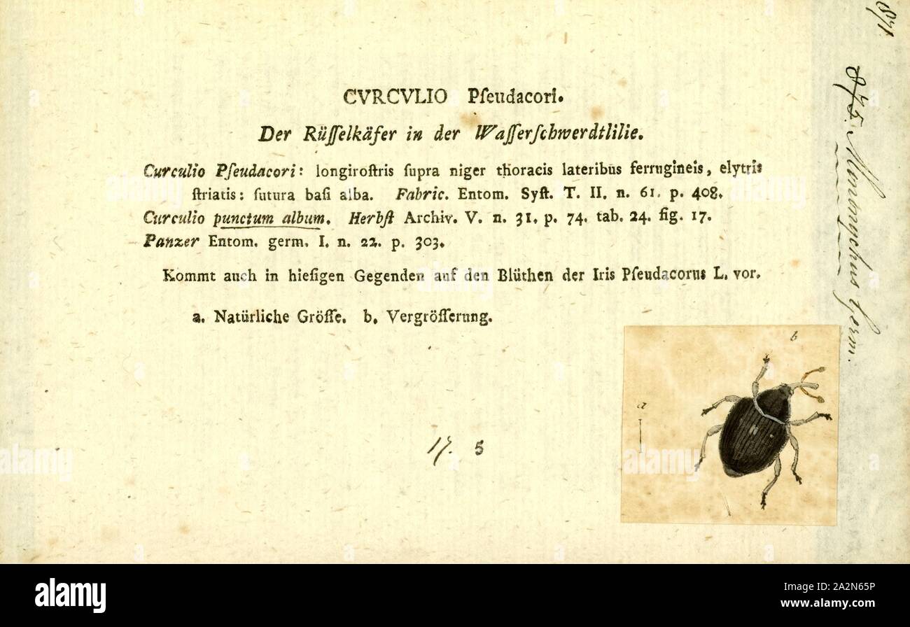 Mononychus, Print, Mononychus is a genus of minute seed weevils in the ...