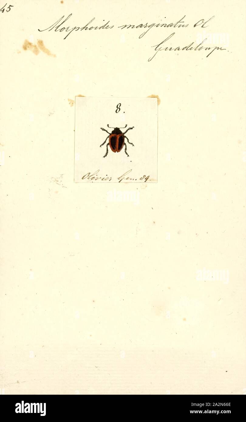 Morphoides hi-res stock photography and images - Alamy