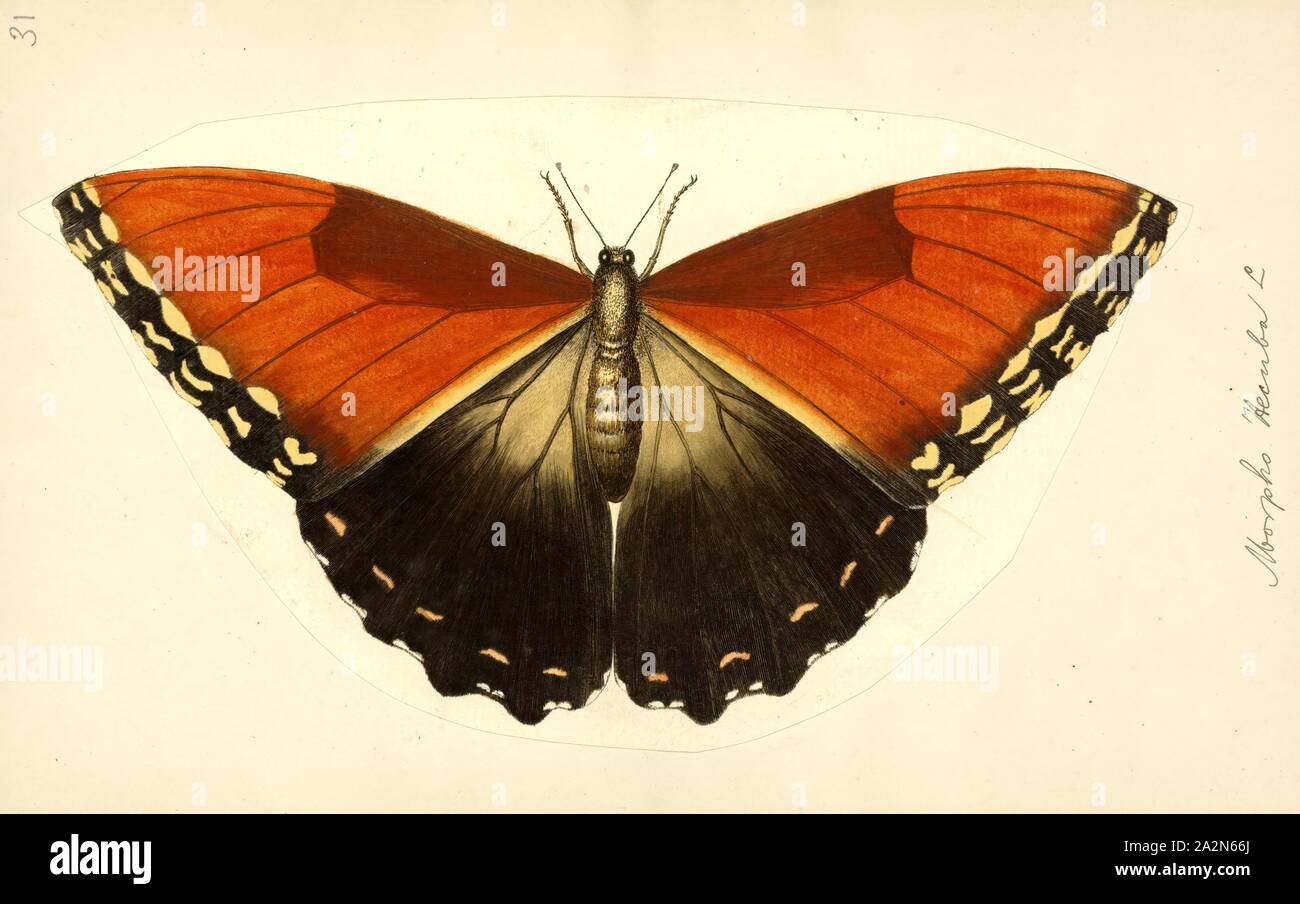 Morpho wingspans range hi-res stock photography and images - Alamy