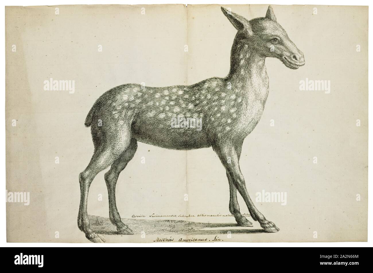 Moschus hi-res stock photography and images - Alamy