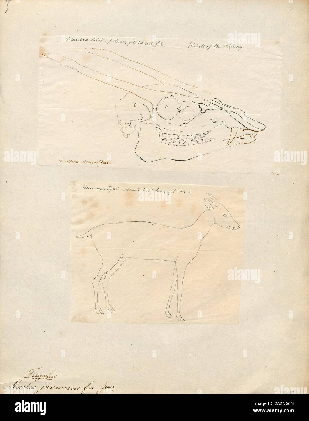 Javanicus hi-res stock photography and images - Alamy