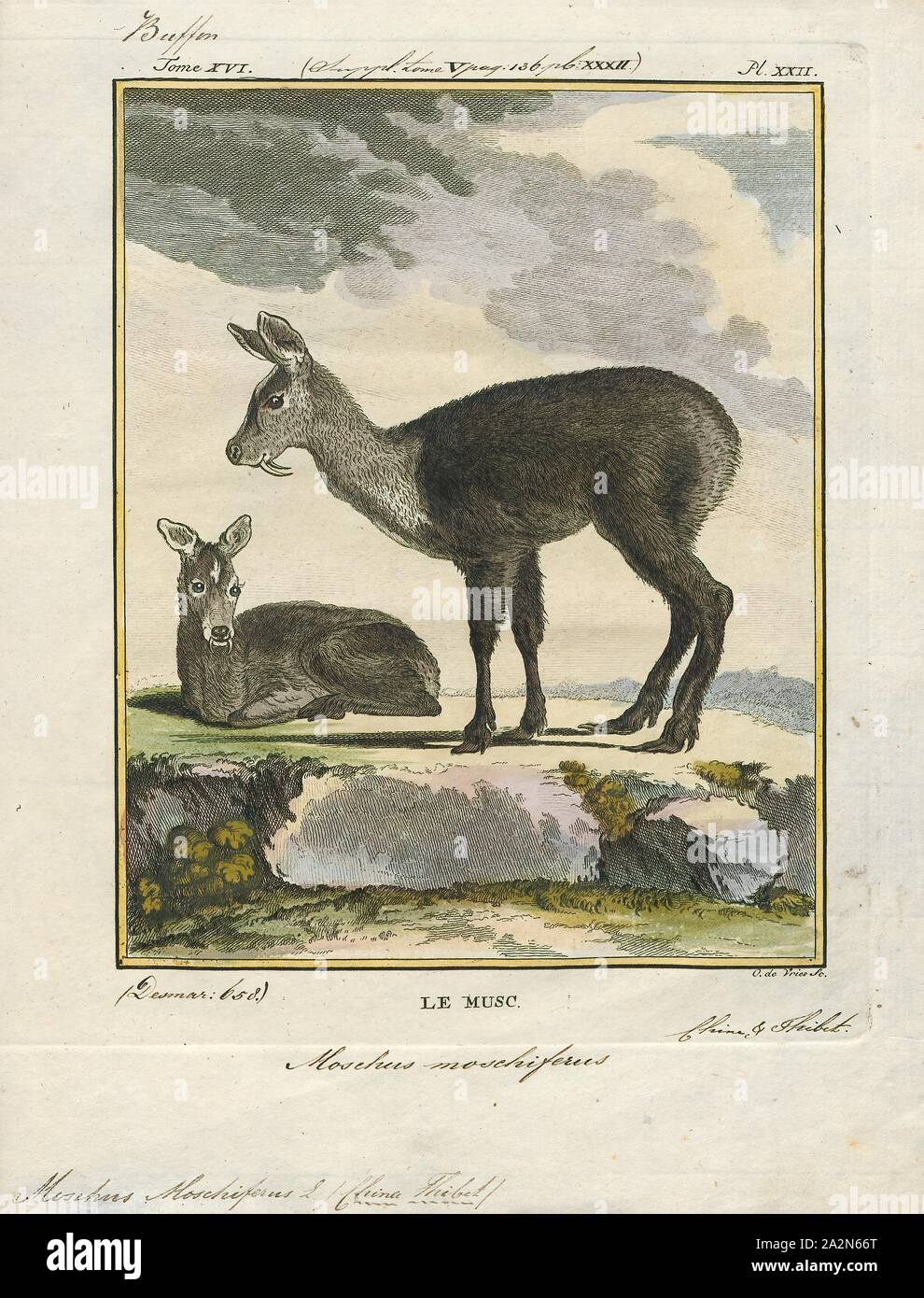 Moschiferus hi-res stock photography and images - Alamy