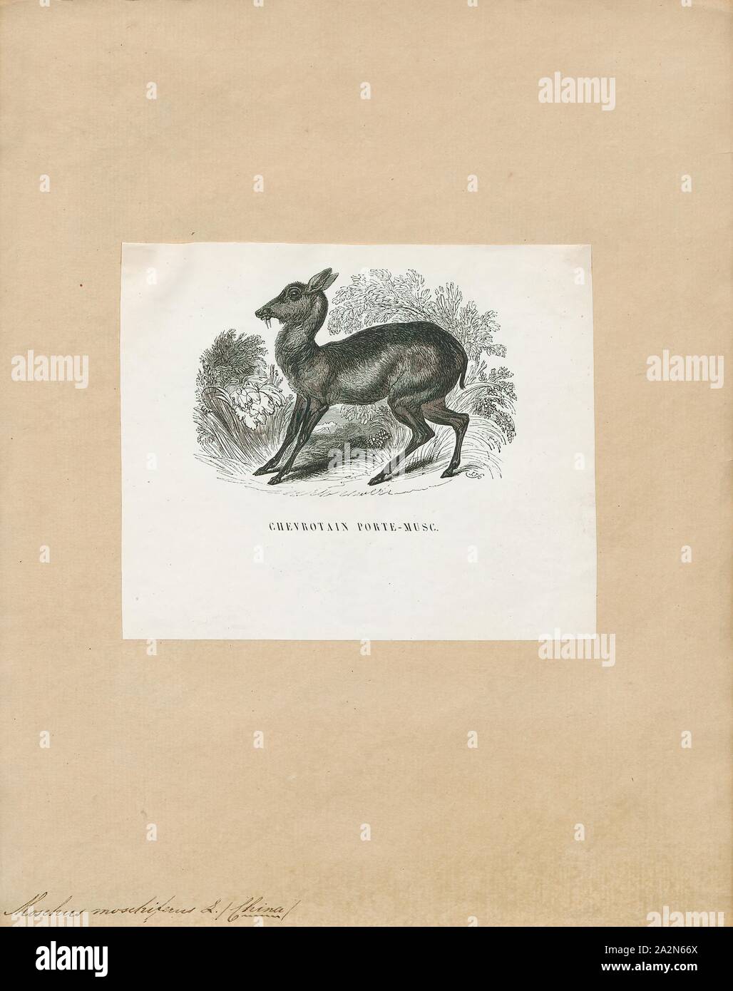 Deer musk hi-res stock photography and images - Alamy