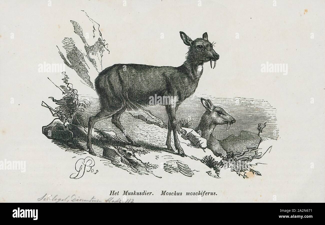 Musk deer in taiga hi-res stock photography and images - Alamy