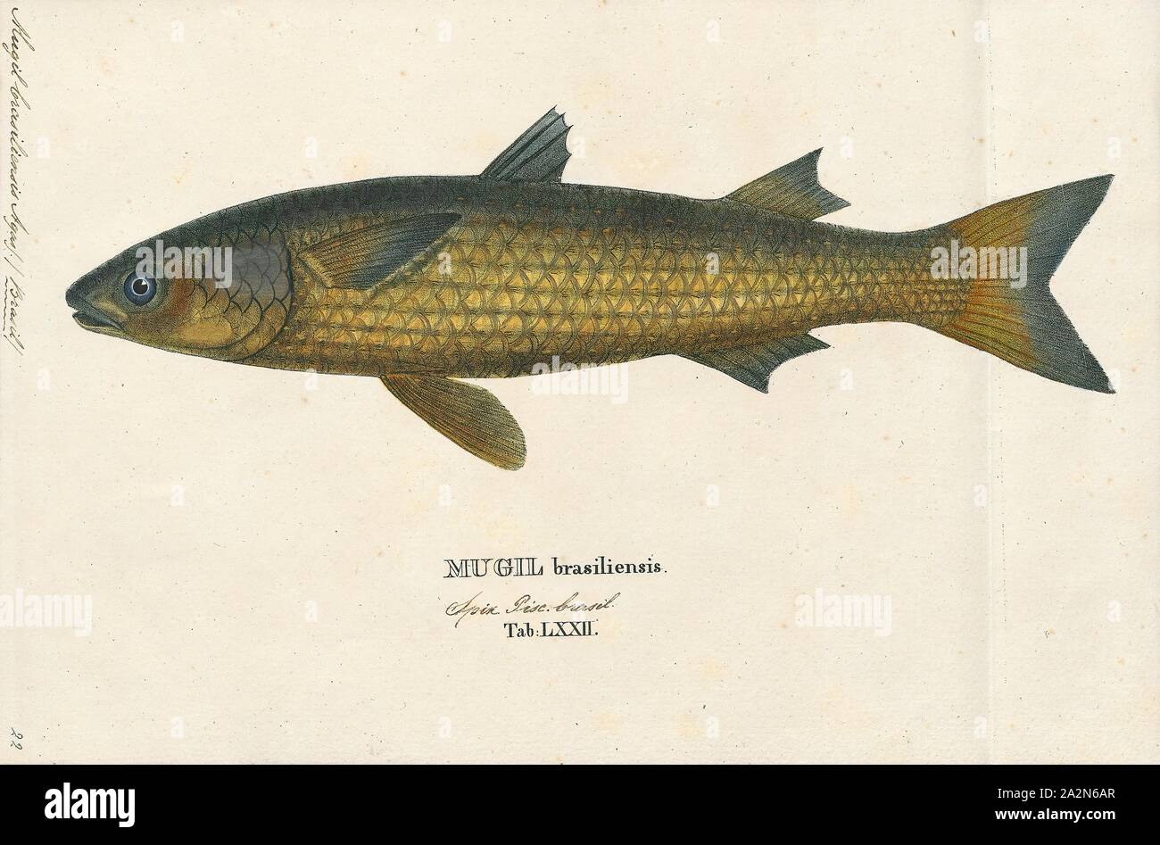 Mugil brasiliensis hi-res stock photography and images - Alamy
