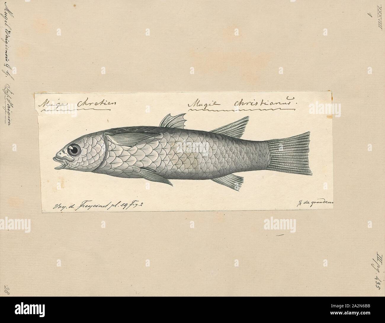 Mugil waigiensis hi-res stock photography and images - Alamy