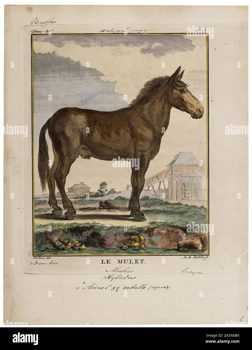 Mulus hybridus hi-res stock photography and images - Alamy