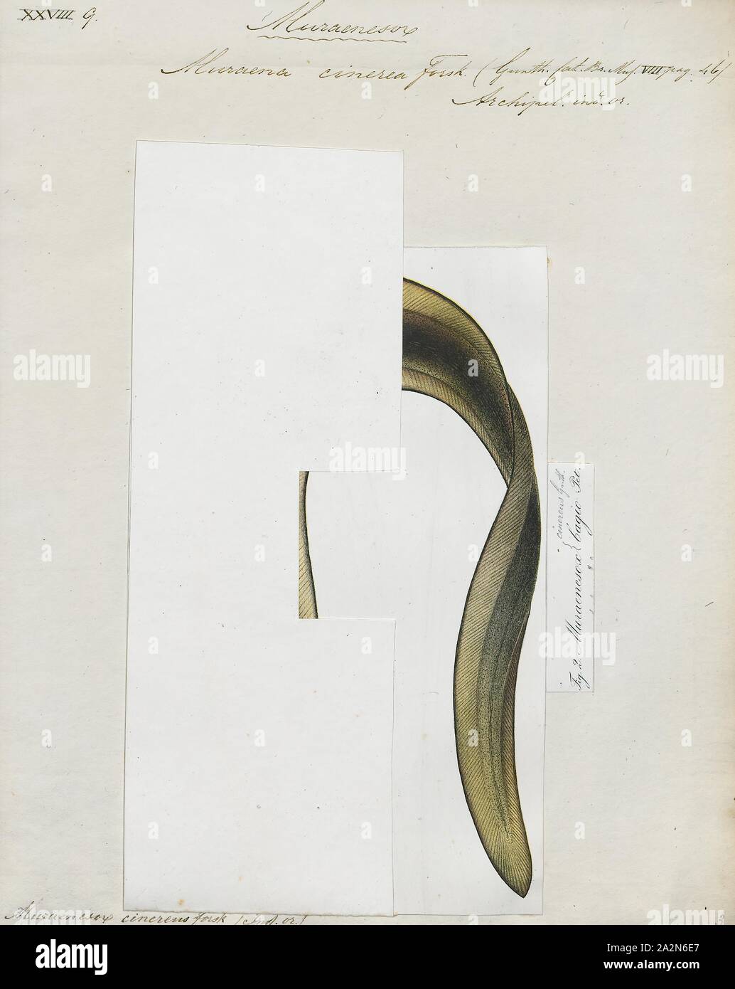 Dagger tooth conger hi-res stock photography and images - Alamy