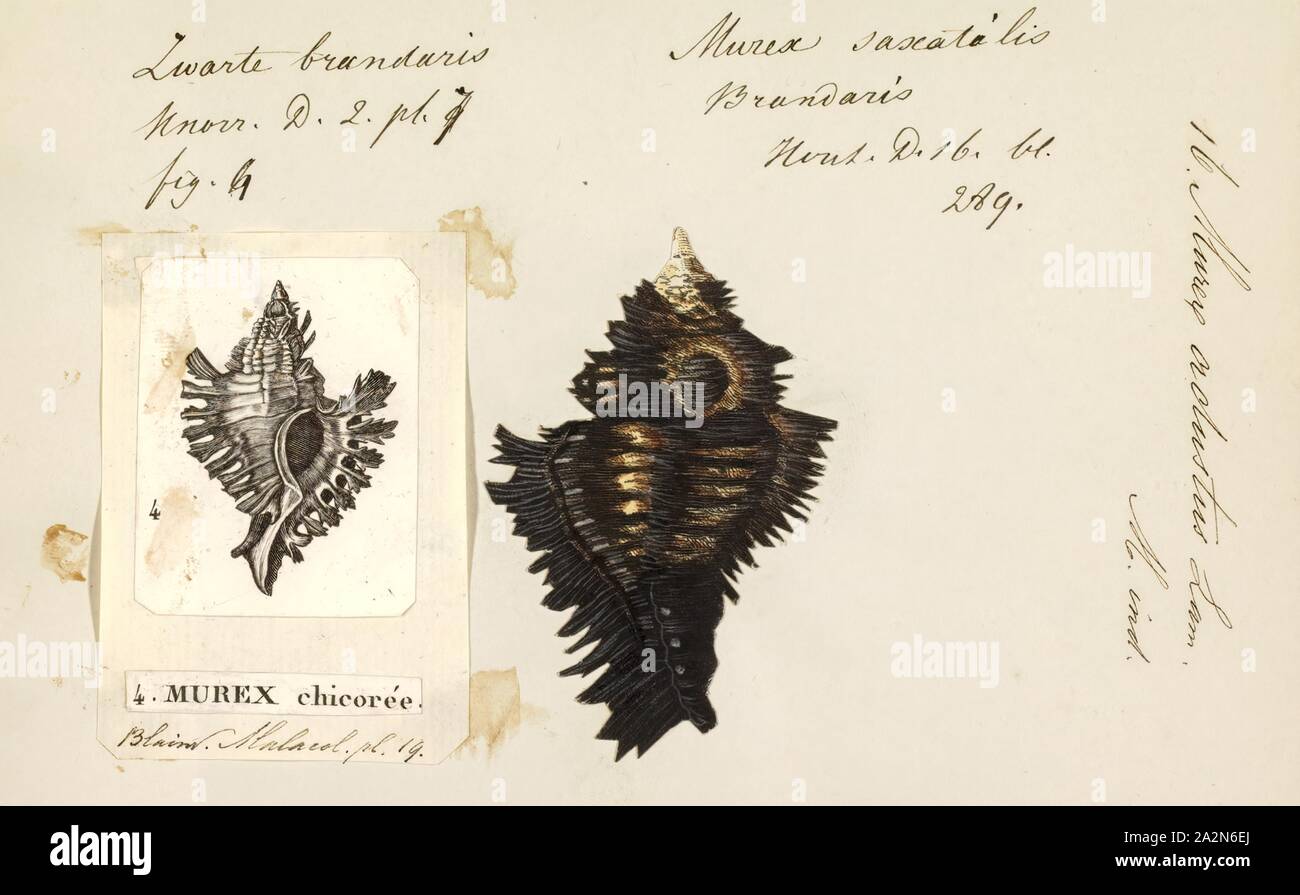 Murex adustus, Print, Murex is a genus of medium to large sized ...