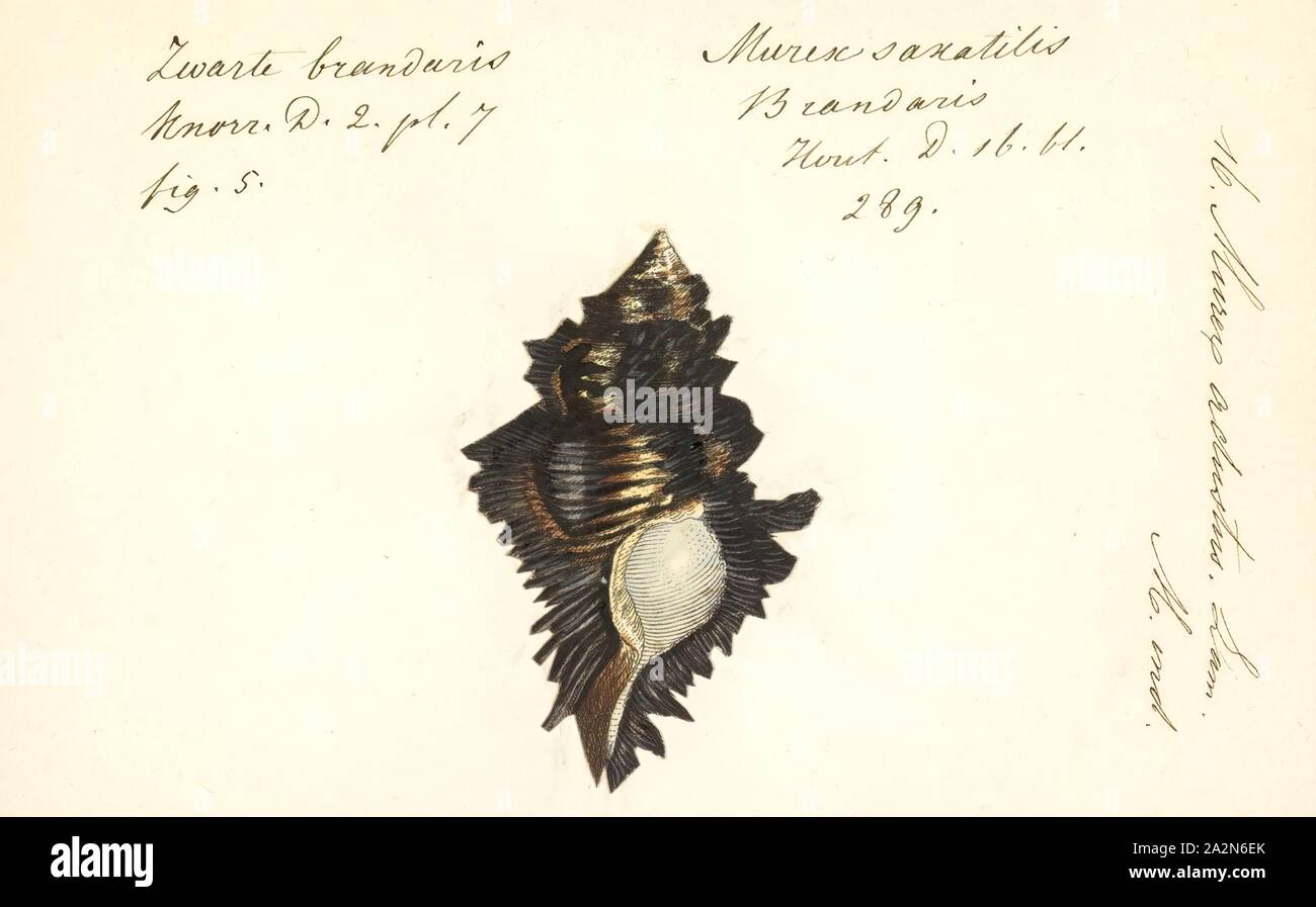 Murex adustus, Print, Murex is a genus of medium to large sized ...