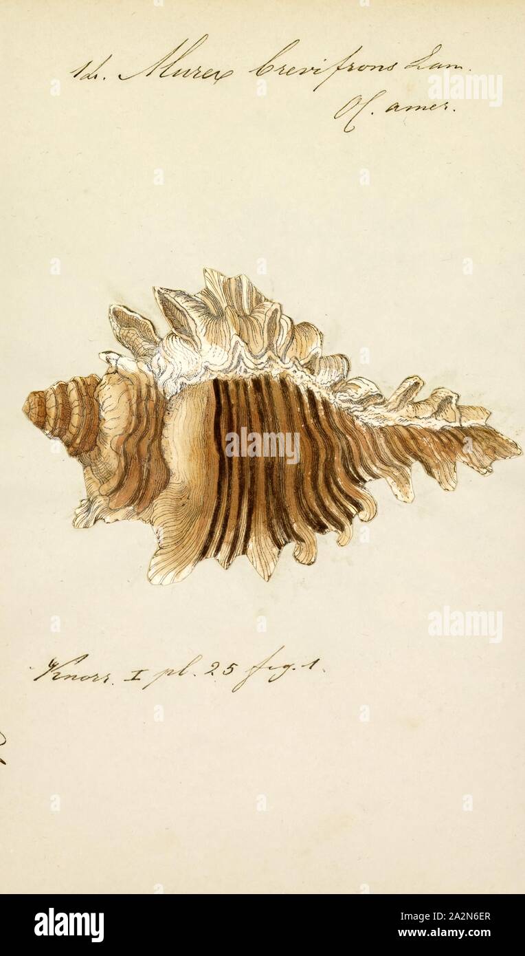 Murex brevifrons hi-res stock photography and images - Alamy