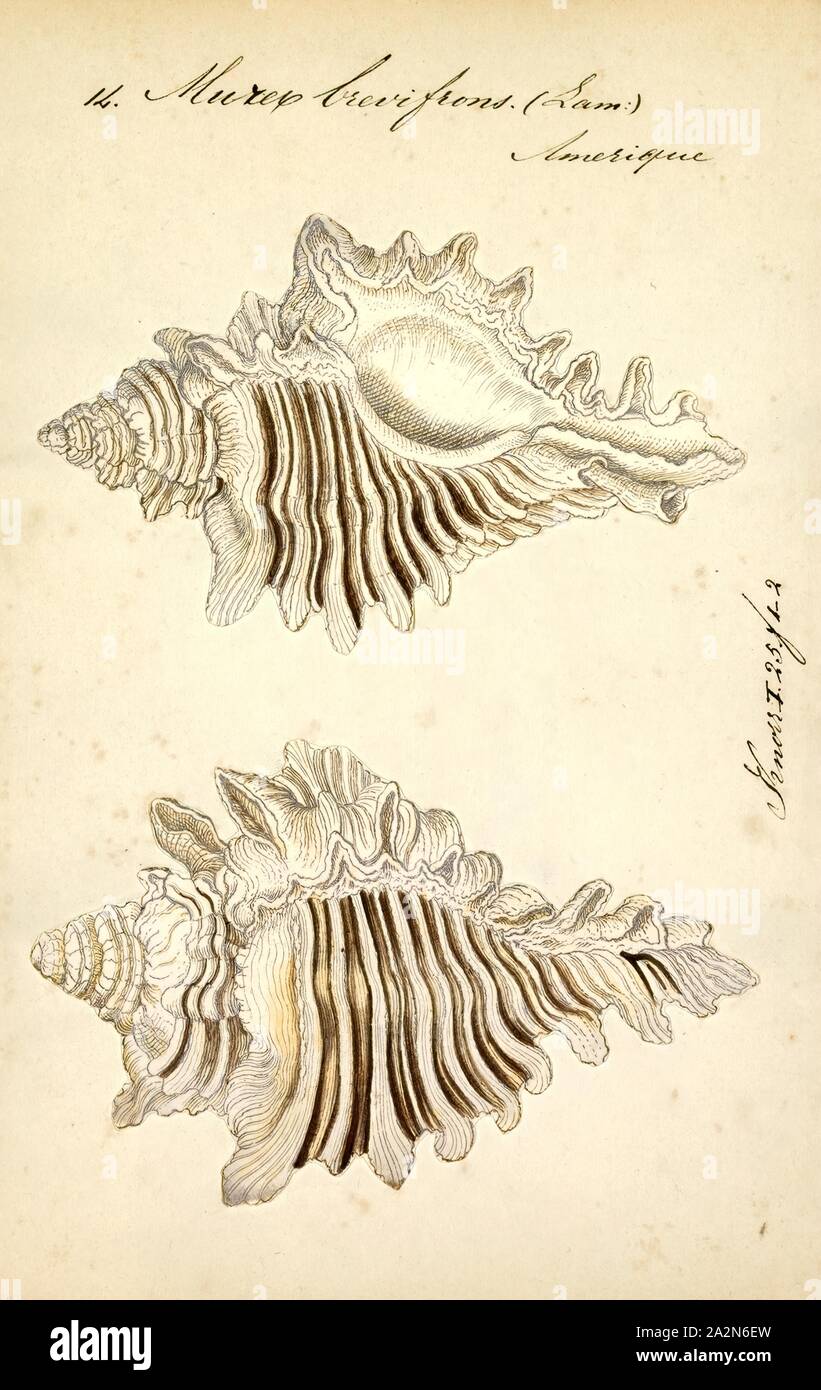 Murex brevifrons hi-res stock photography and images - Alamy