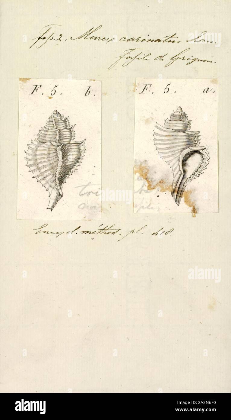 Murex carinatus hi-res stock photography and images - Alamy