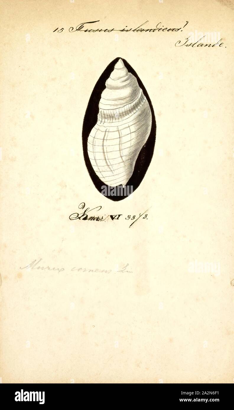 Murex corneus hi-res stock photography and images - Alamy