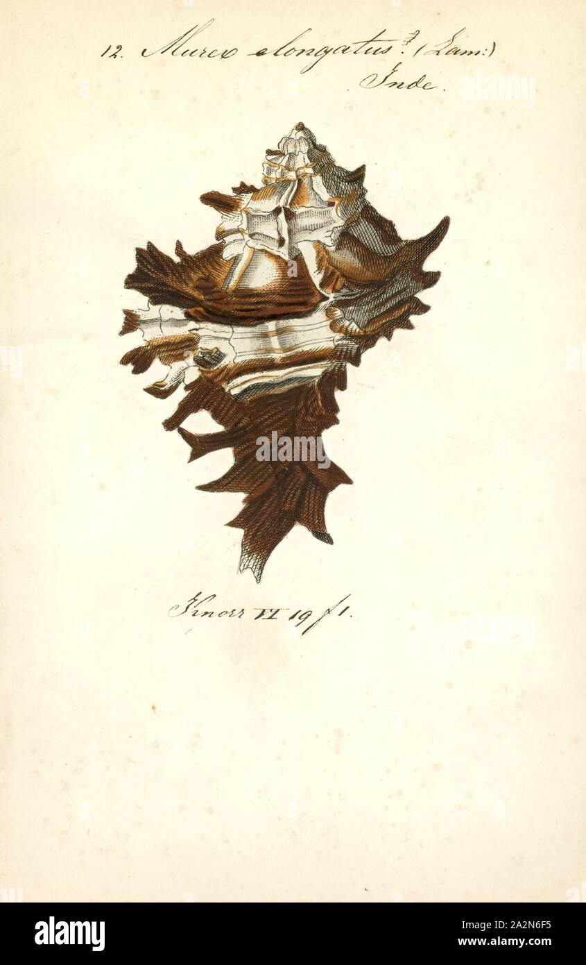 Murex elongatus hi-res stock photography and images - Alamy