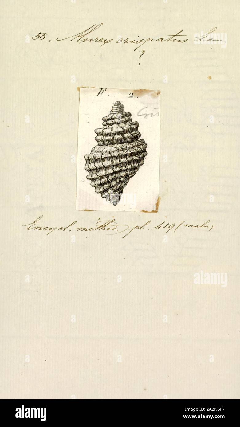 Murex crispatus, Print, Murex is a genus of medium to large sized ...