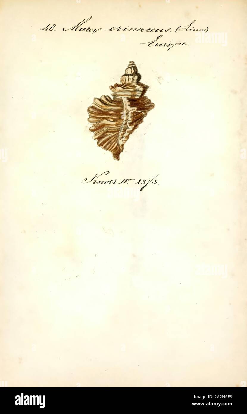 Murex erinaceus, Print, Murex is a genus of medium to large sized ...