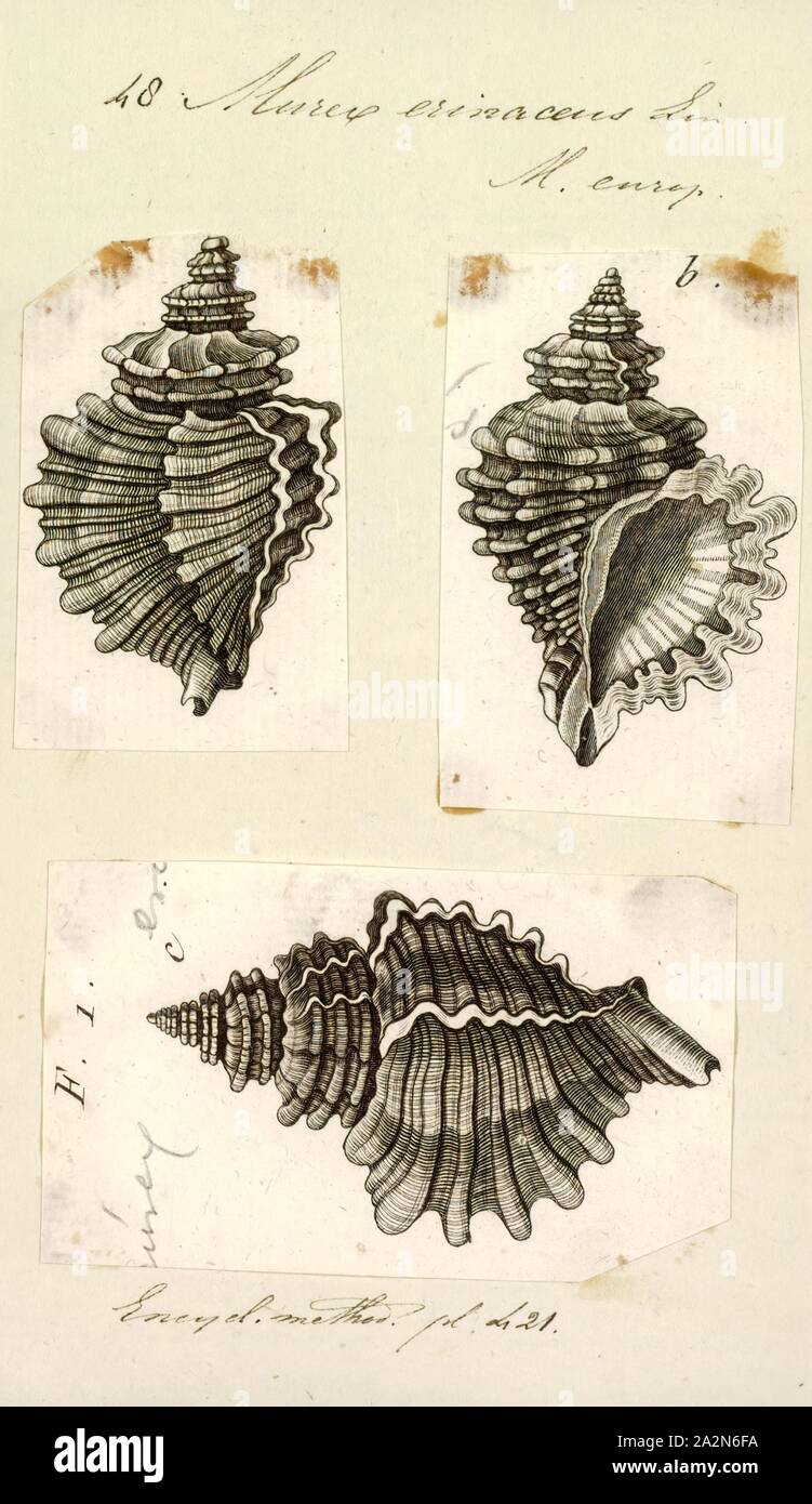 Carnivorous marine gastropod hi-res stock photography and images - Alamy