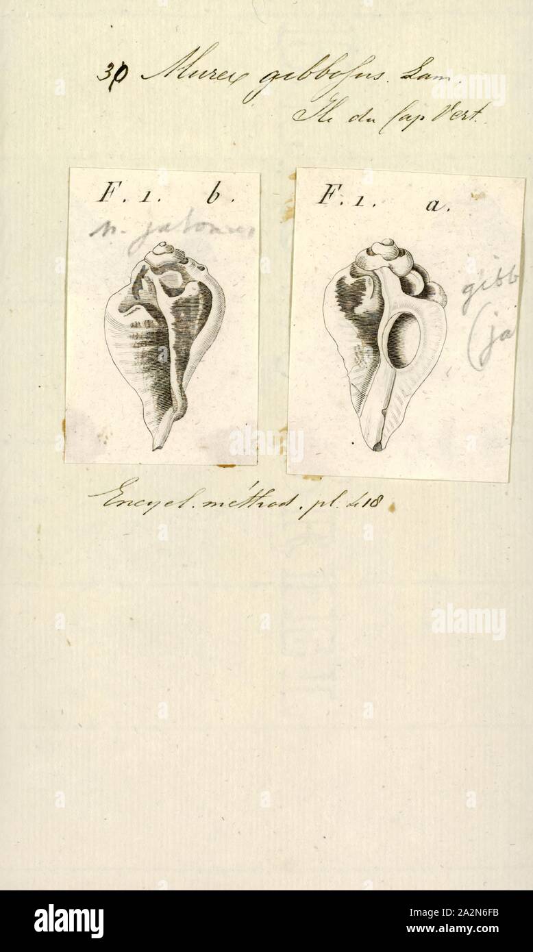 Murex gibbosus hi-res stock photography and images - Alamy