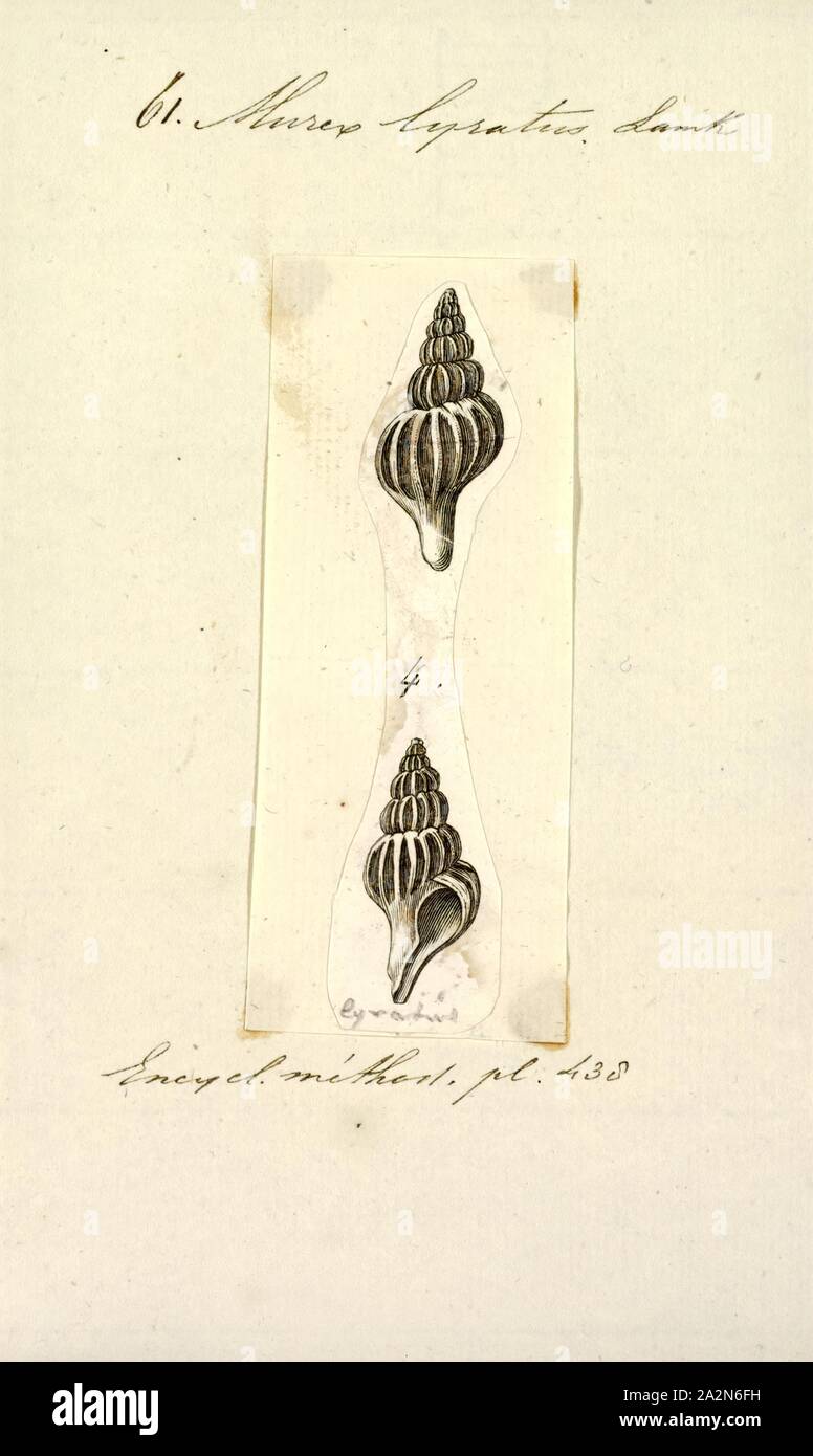 Lyratus hi-res stock photography and images - Alamy