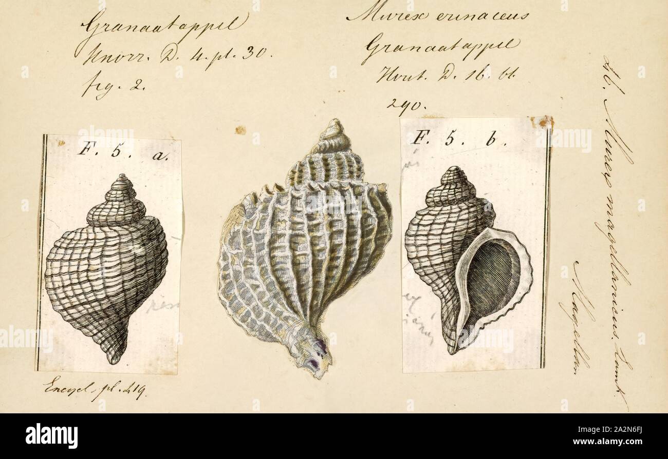 Murex magellanicus hi-res stock photography and images - Alamy