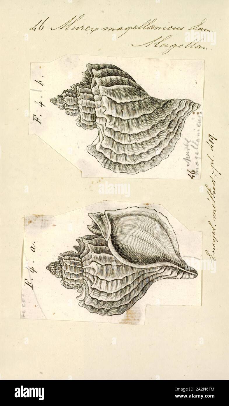 Murex magellanicus hi-res stock photography and images - Alamy