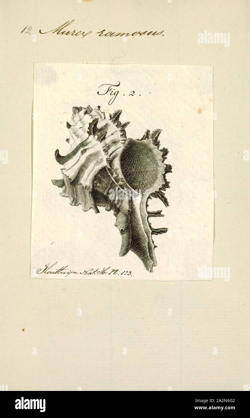 Murex ramosus, Print, Murex is a genus of medium to large sized ...