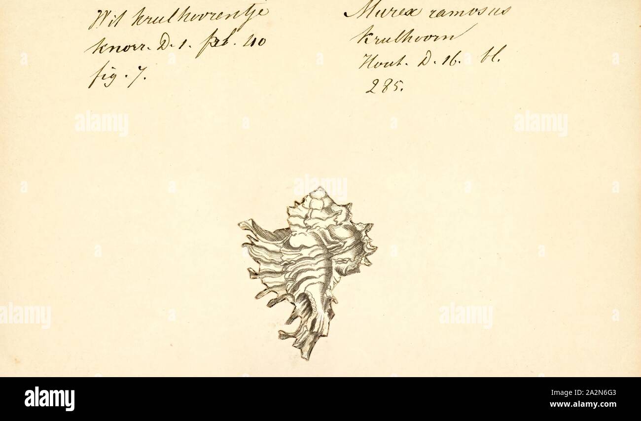 Murex ramosus, Print, Murex is a genus of medium to large sized ...