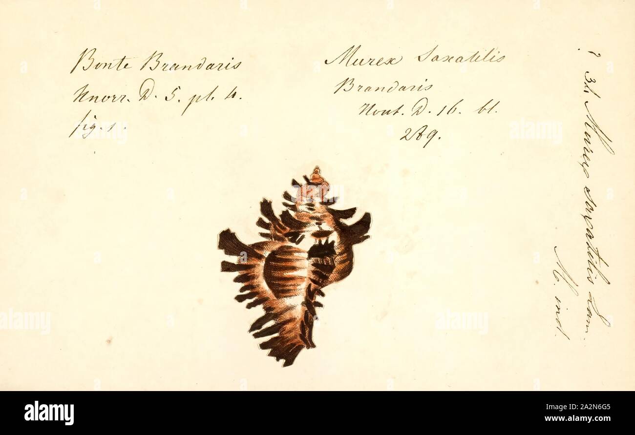 Murex saxatilis, Print, Murex is a genus of medium to large sized ...