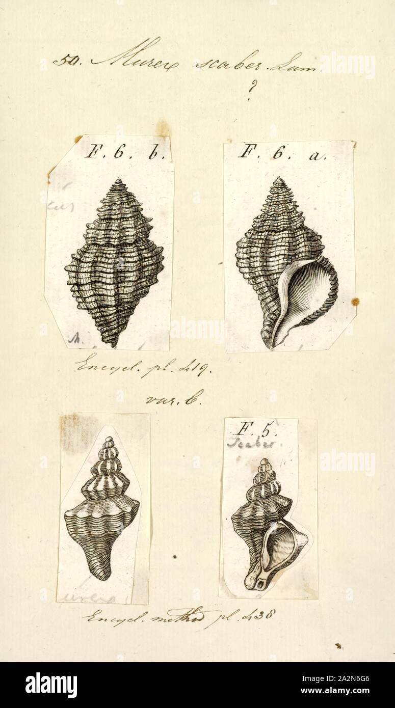 Murex scaber hi-res stock photography and images - Alamy